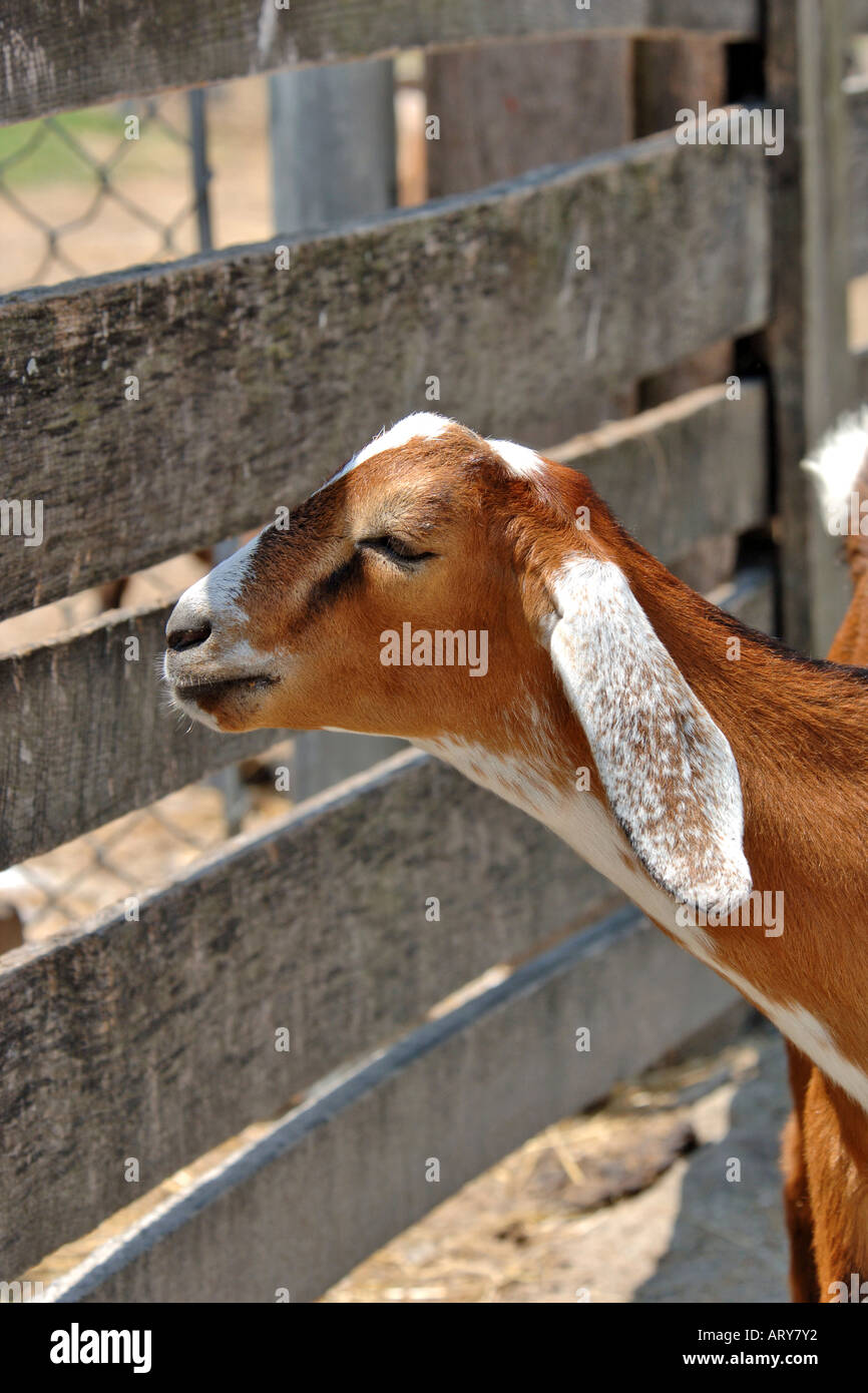 Billy goat at a ranch farm Stock Photo - Alamy