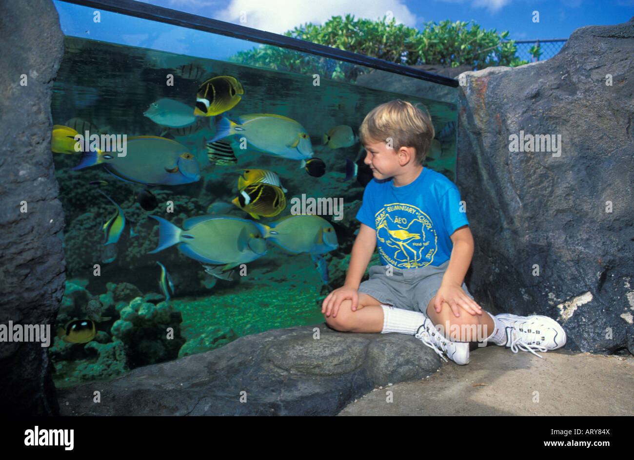 A young boy ( age 7 ) enjoys the colorful reef fishes on display at the ...