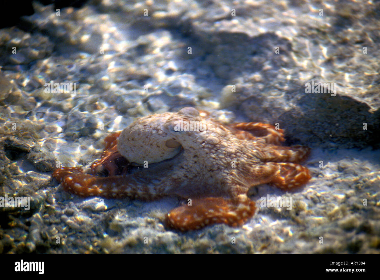 octopus underwater Tetiaroa French Polynesia Stock Photo - Alamy