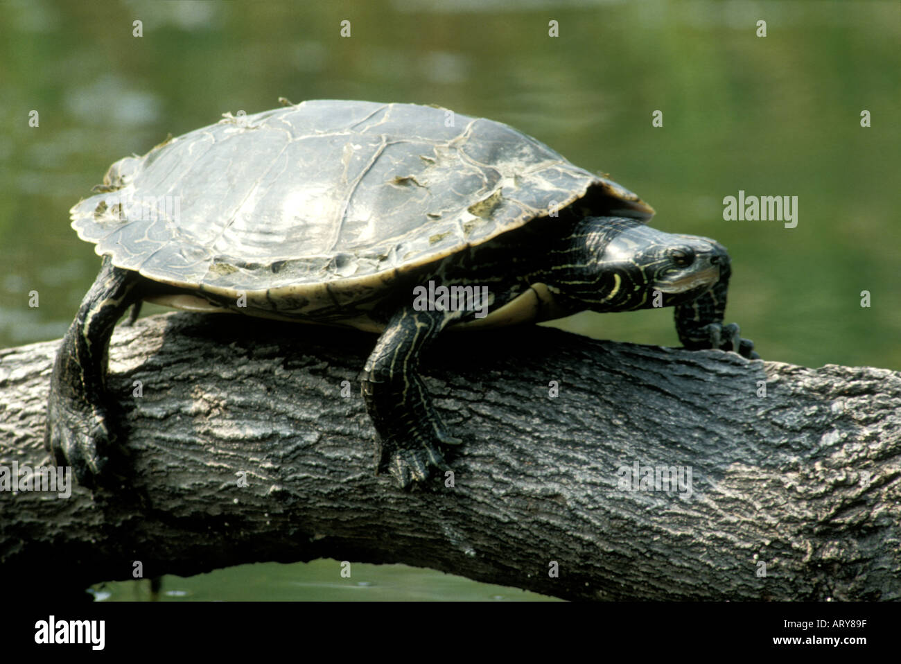 Painted turtle basking on a log Stock Photo - Alamy