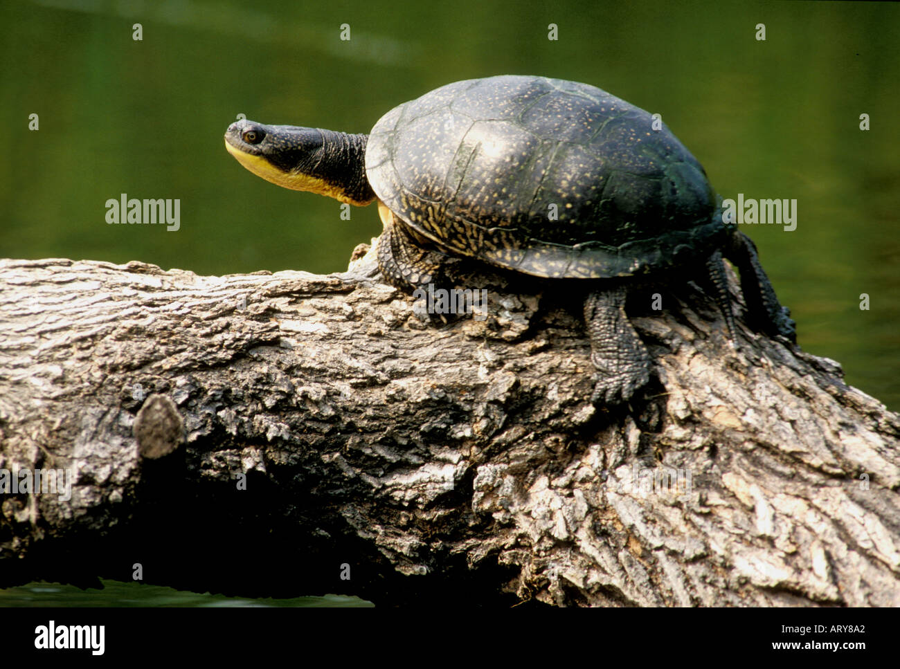 Blanding turtle hi-res stock photography and images - Alamy