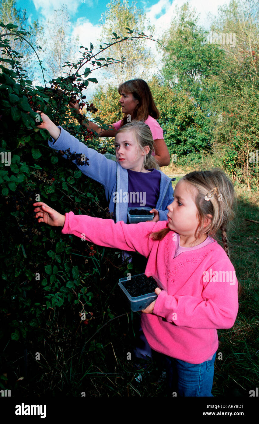 Girls picking blackberries Cotswolds UK Stock Photo - Alamy Girls picking blackberries Cotswolds UK Stock Photo - Alamy