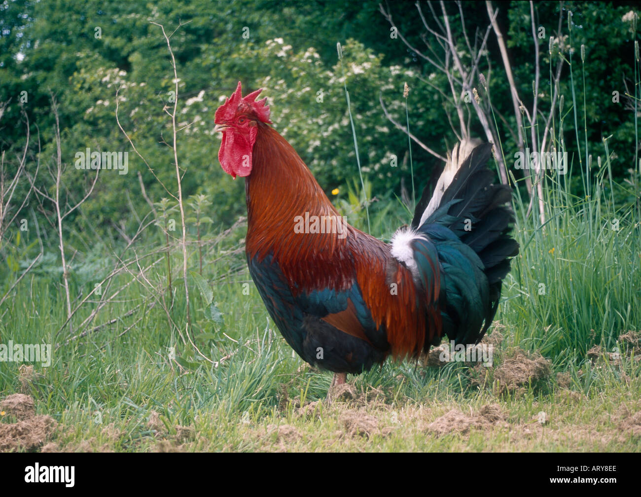 Cockerel Cotswolds UK Stock Photo - Alamy