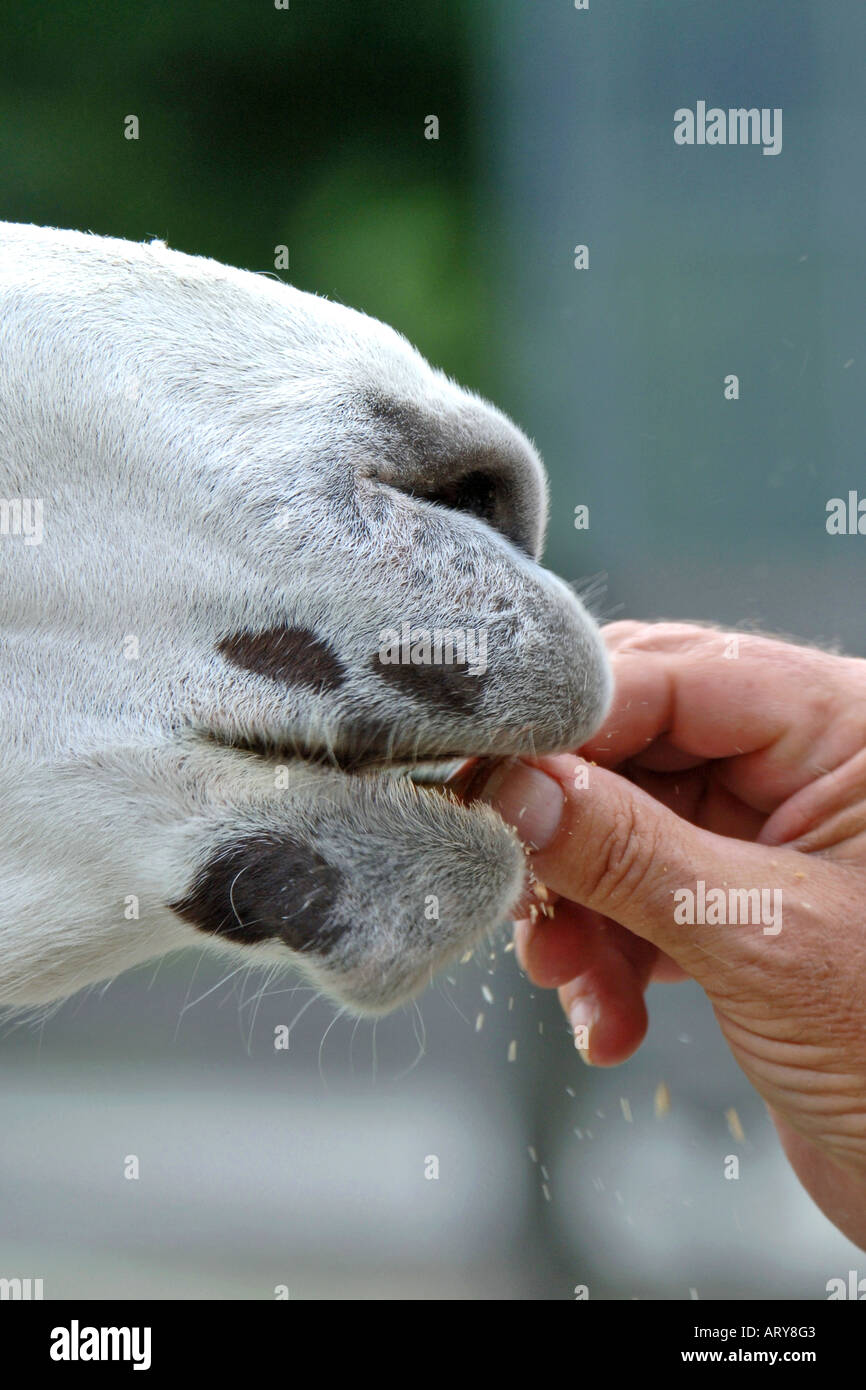 Laughing alpaca hi-res stock photography and images - Alamy
