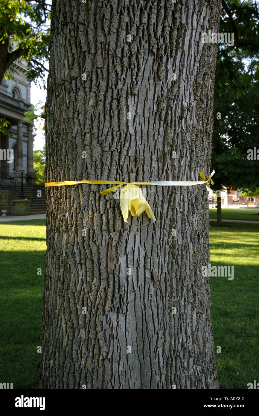 Yellow ribbon tied round an old oak tree Stock Photo - Alamy