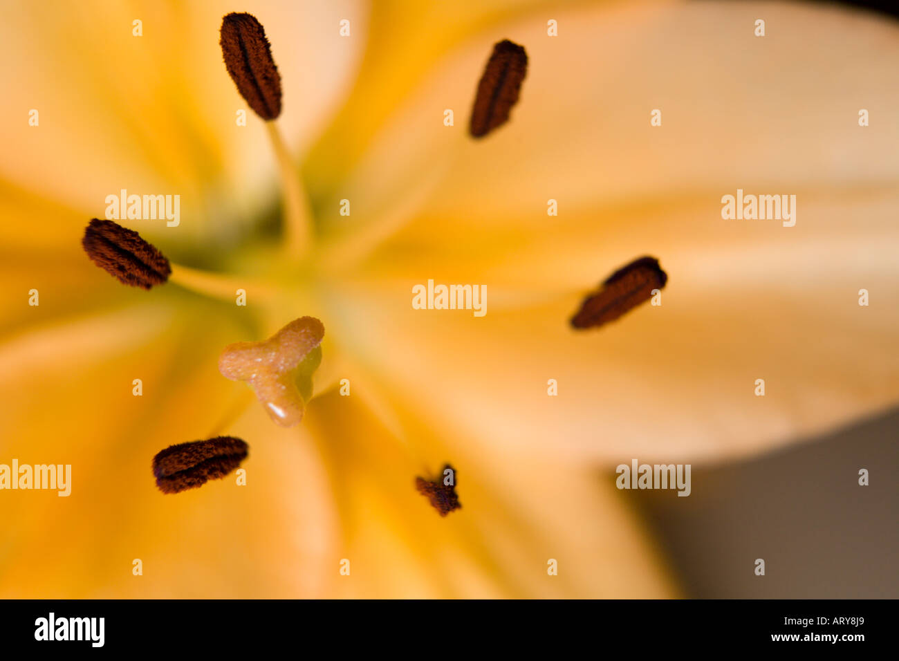 Visual representation stems hi-res stock photography and images - Alamy