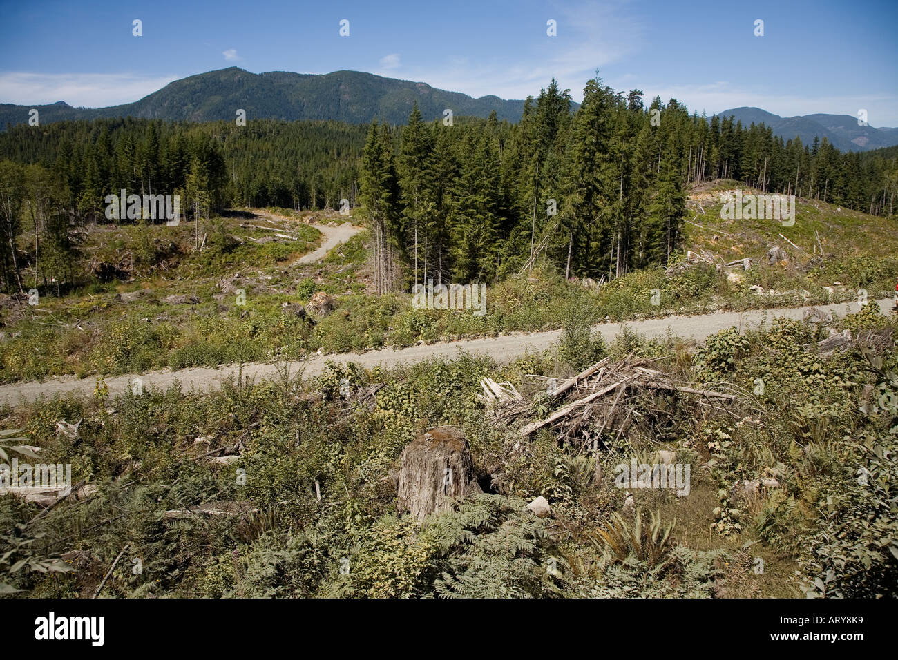Clearcut vancouver island hi-res stock photography and images - Alamy
