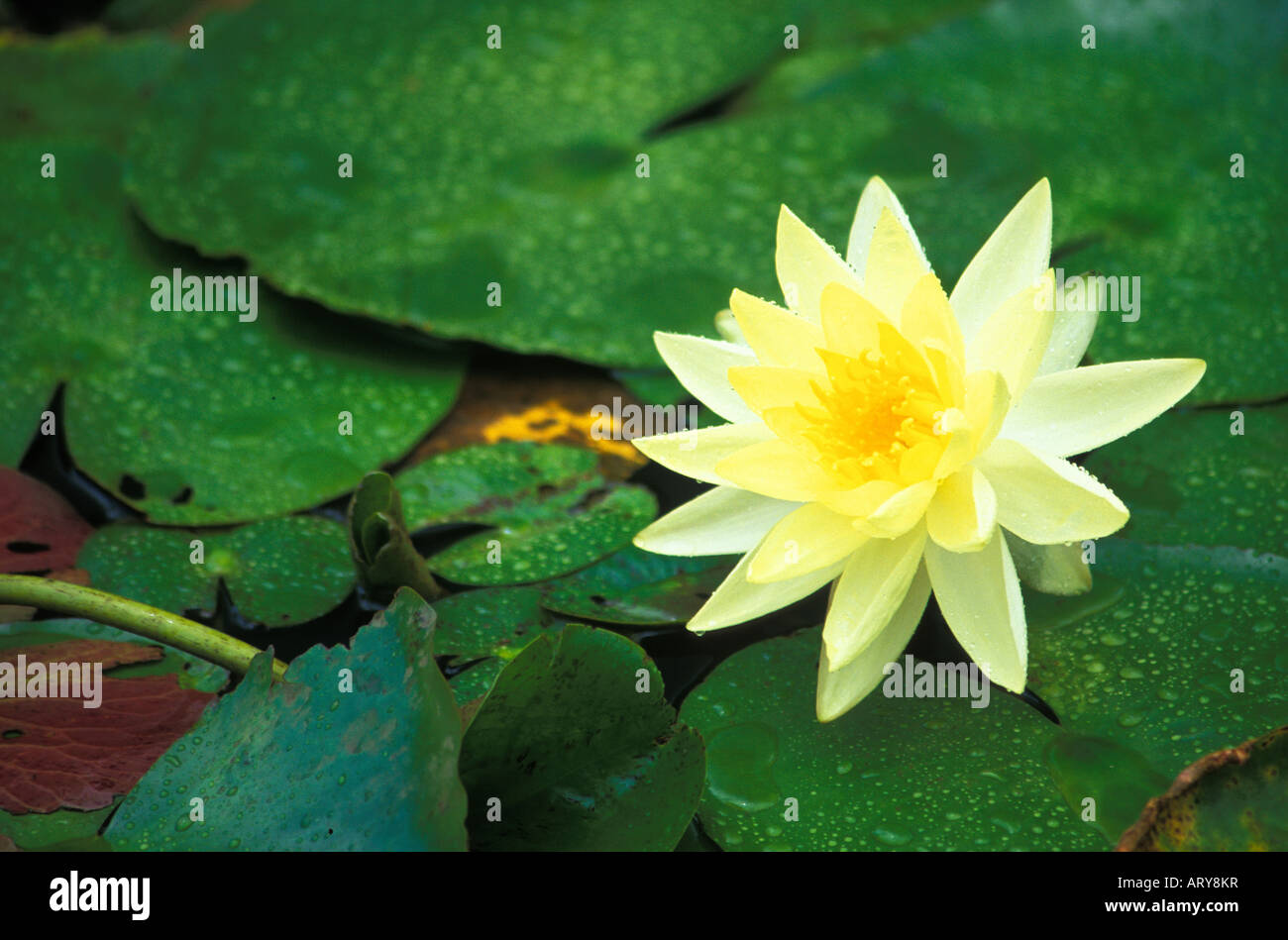 A beautiful yellow water lily Stock Photo - Alamy