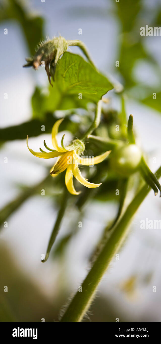 Tomato plant in flower Stock Photo - Alamy