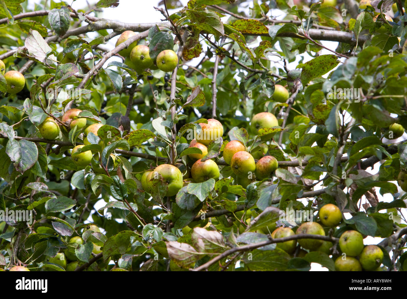 Apples growing on the branch of the apple tree Stock Photo - Alamy