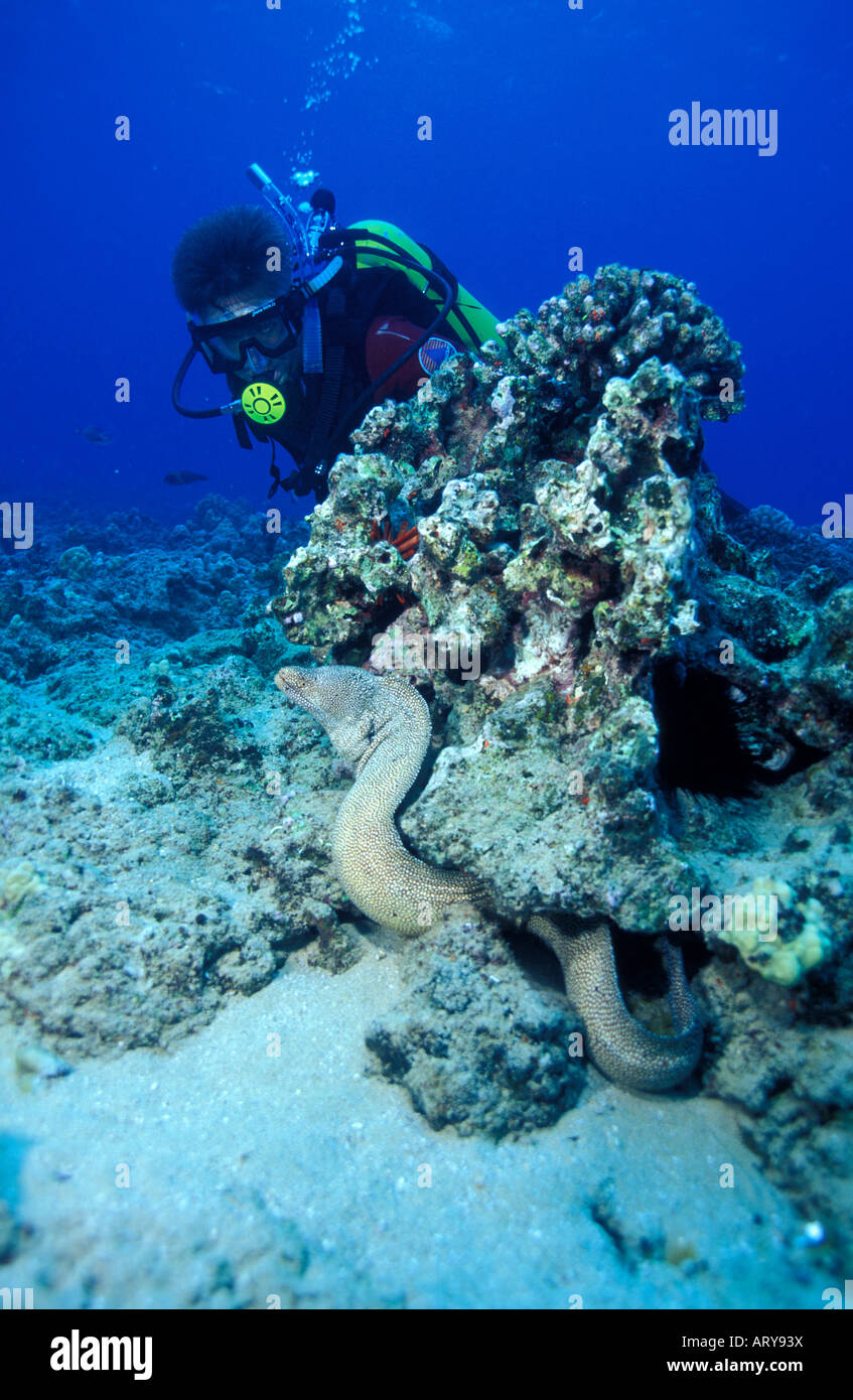 A scuba diver comes across a Whitemouth Moray Eel on Hawaii's coral ...