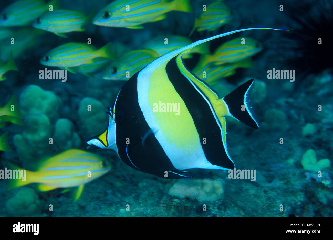 Moorish idol zanclus cornutus hi-res stock photography and images - Alamy