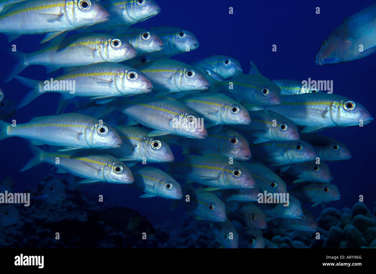 Goatfish hawaii hi-res stock photography and images - Alamy