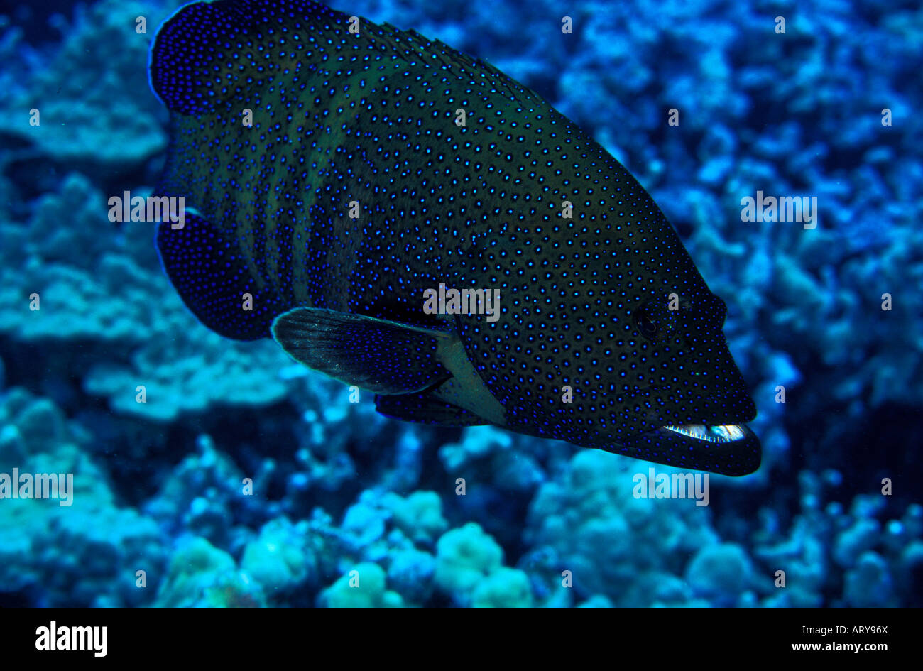 A argus hi-res stock photography and images - Alamy