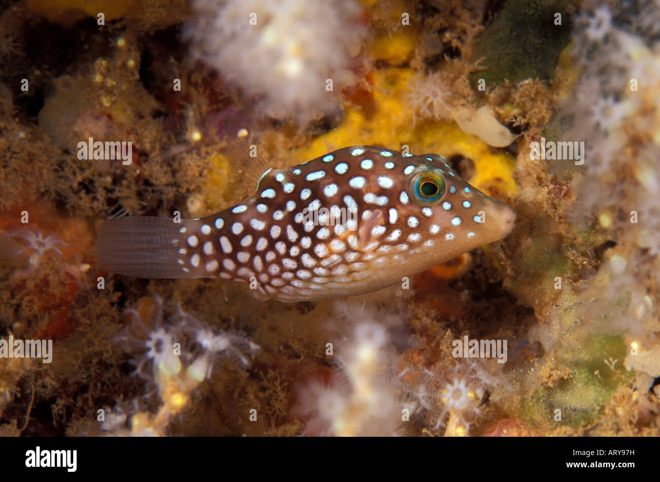 Hawaiian Whitespotted Toby (Canthigaster jactator). A tiny reef fish ...