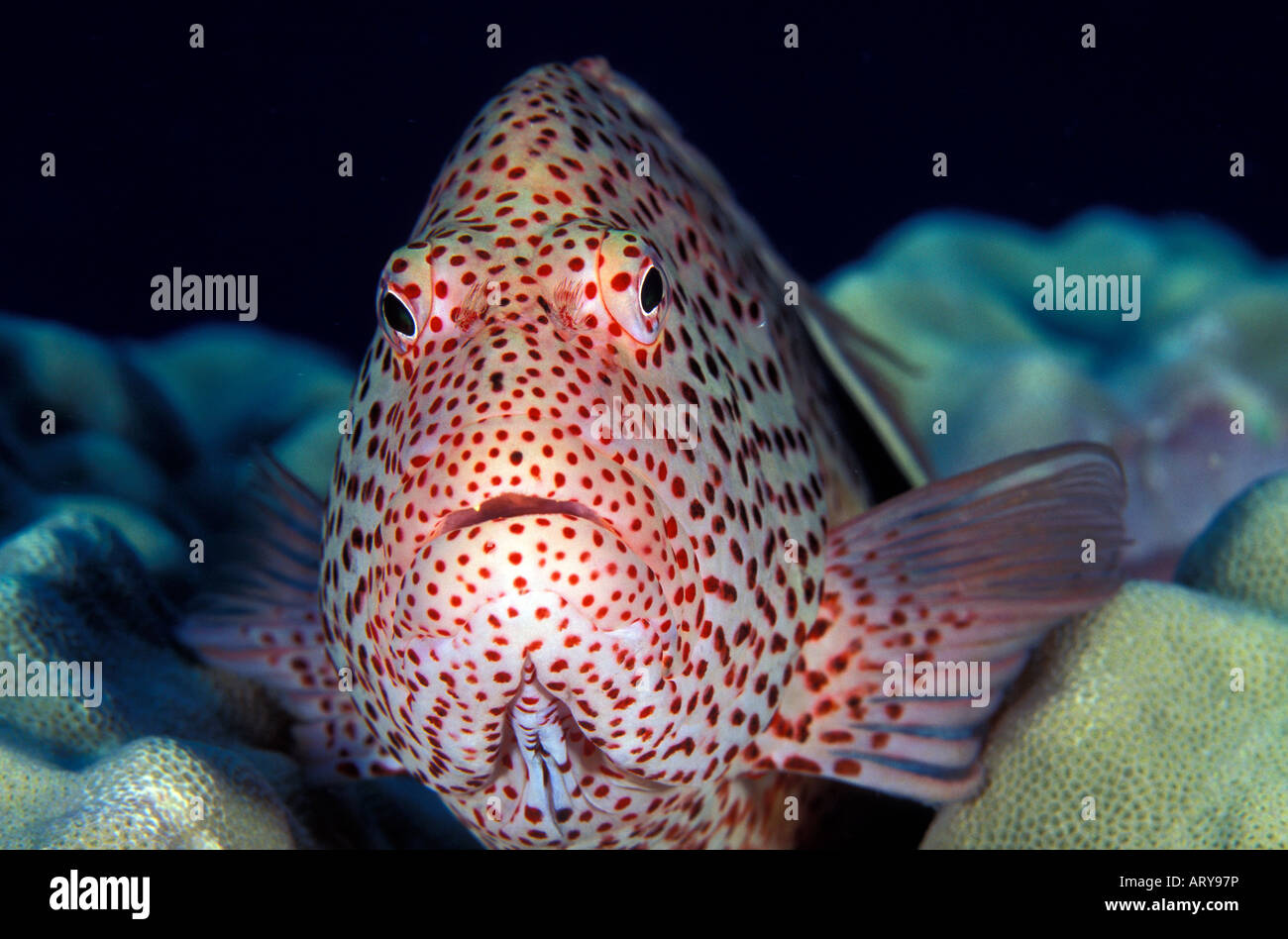 The Blackside Hawkfish ( Paracirrhites forsteri). One of Hawaii's more ...