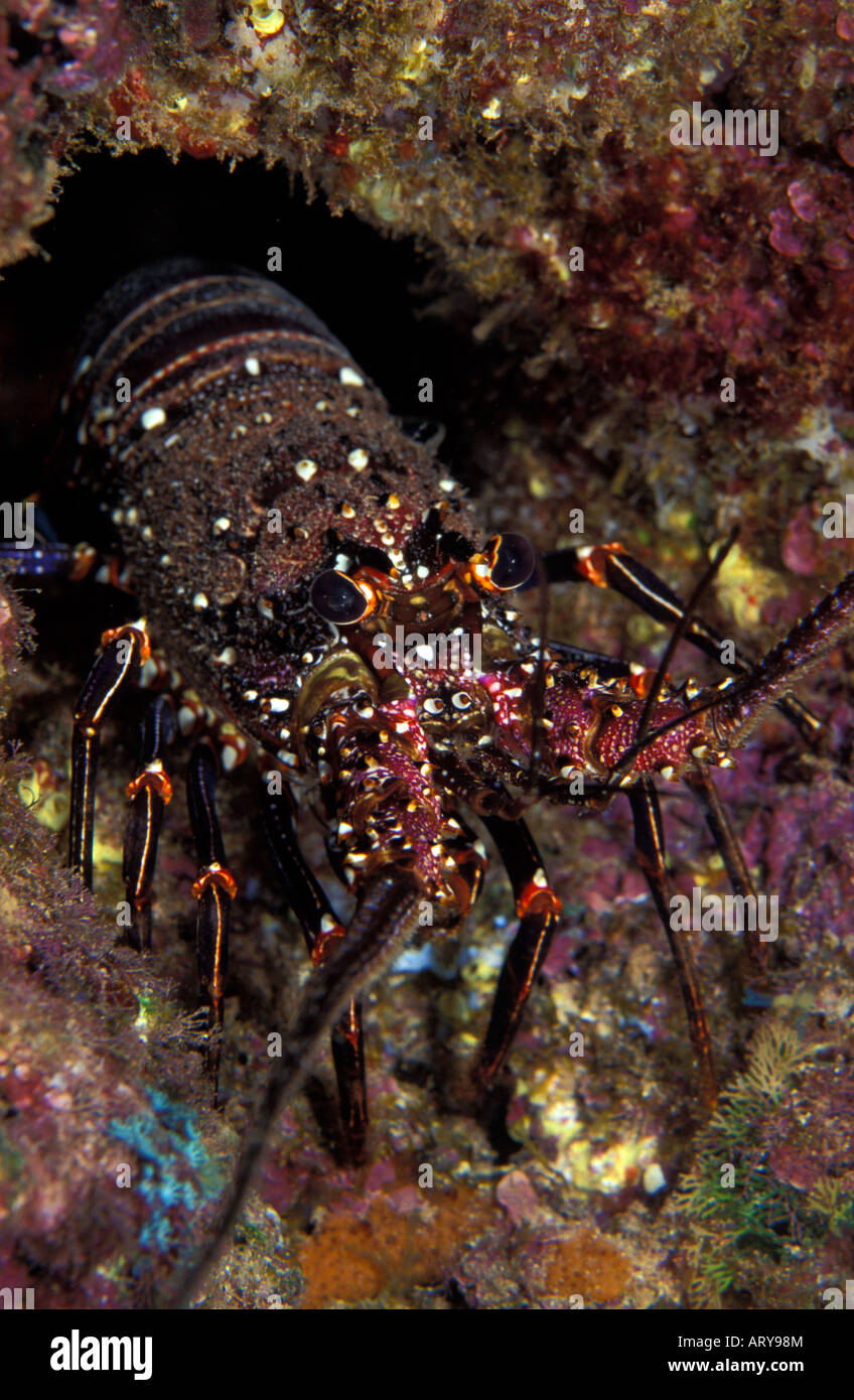 Coral Reef Lobster