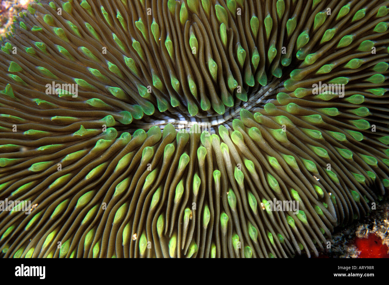 The unique Mushroom Coral (Fungia scutaria). Hawaiian name is Ako ako a ...
