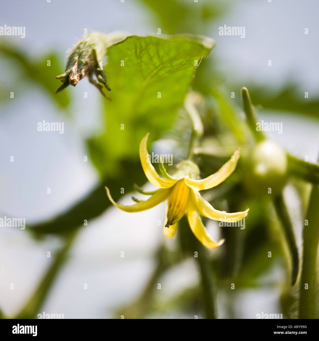 Tomato plant in flower Stock Photo - Alamy