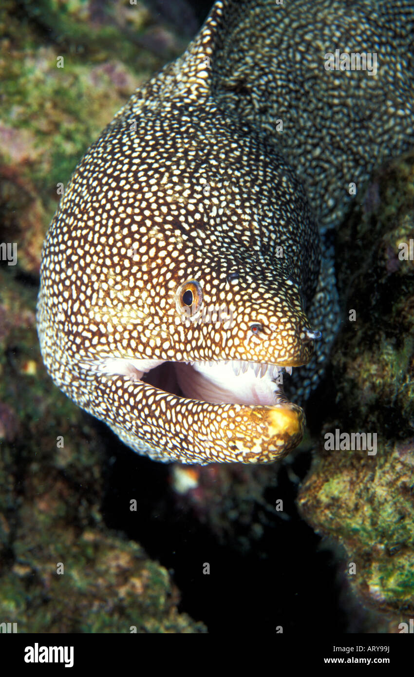 Whitemouth Moray Eel (Gymnothorax melegris). Hawaiian name is Puhi ...