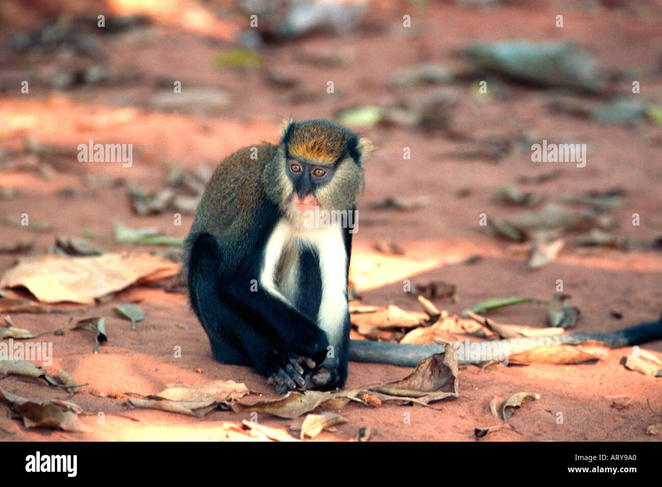 Mona monkey Cercopithecus mona Boabeng Fiema Reserve Ghana Africa Stock ...