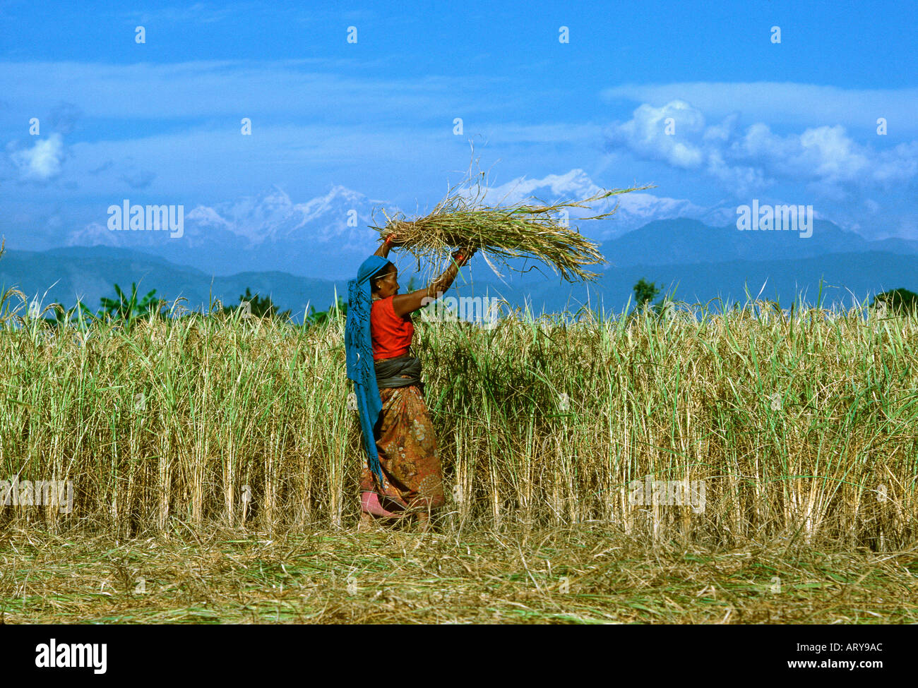 Terai region of nepal hi-res stock photography and images - Alamy