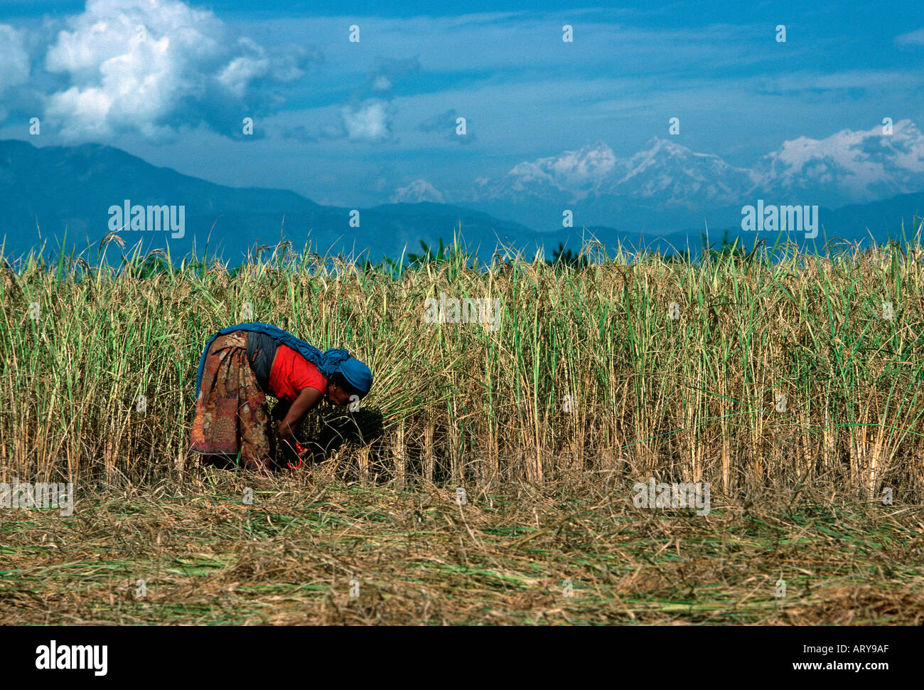 Villager harvesting rice Terai region of Southern Nepal Stock Photo - Alamy