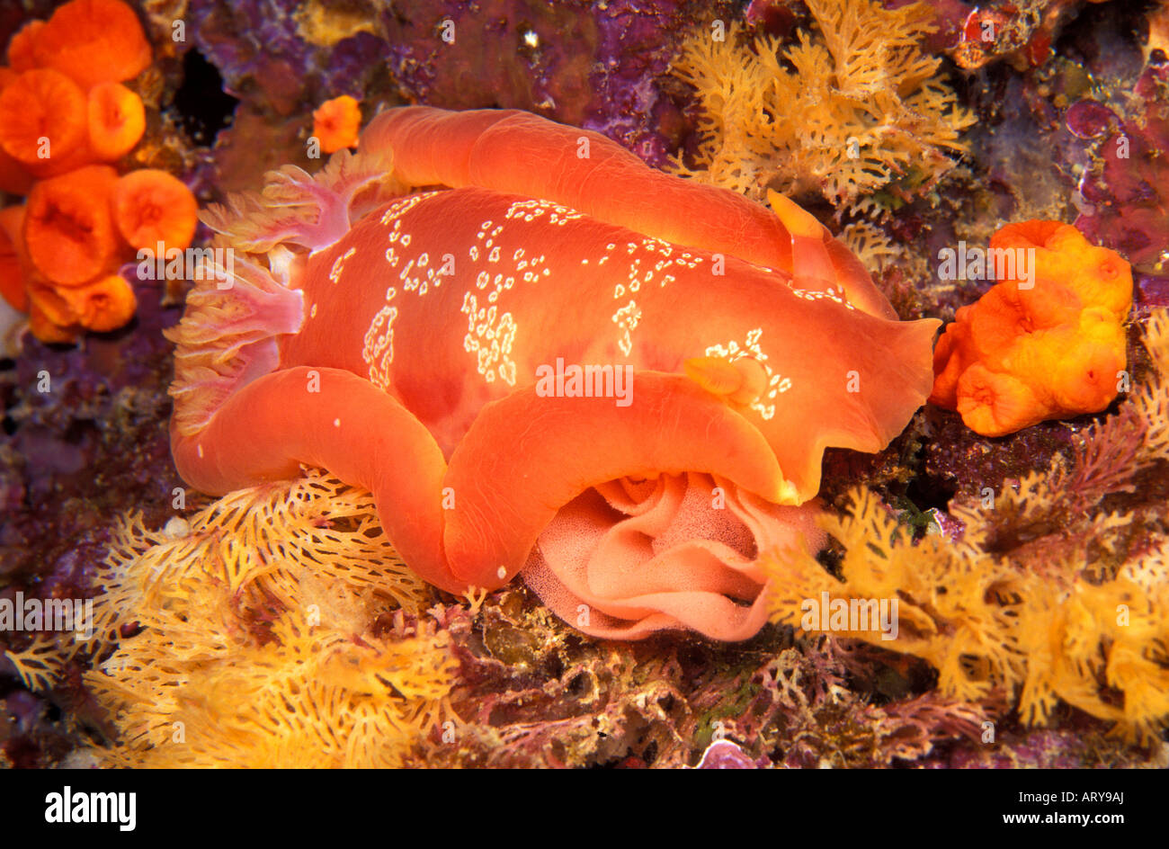 A Spanish Dancer Nudibranch ( Hexabranchus sanguineas) here pictured ...