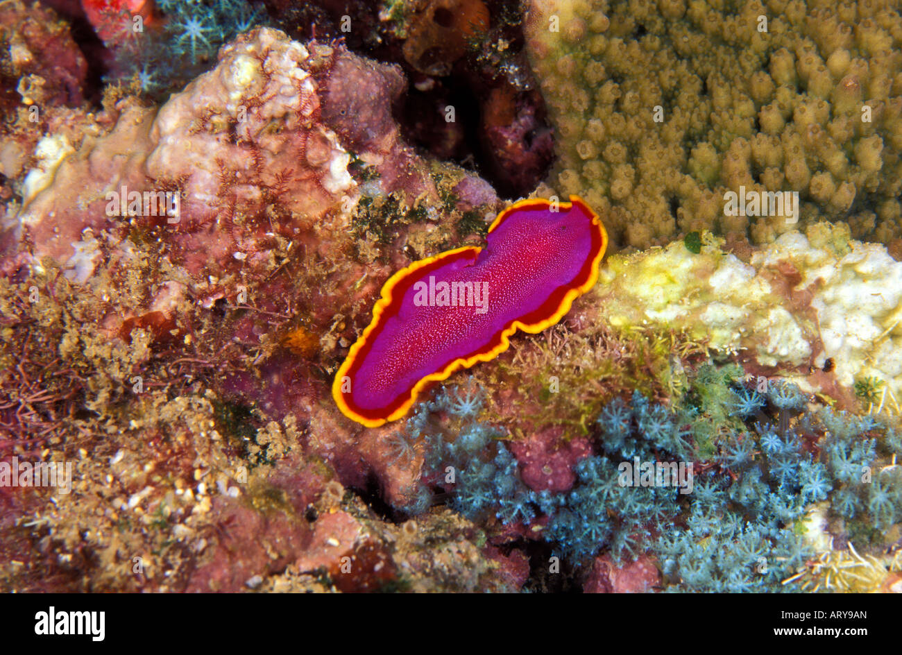 The vivid Fuchsia Flatworm ( Pseudoceros ferrugineus ) is one of the ...
