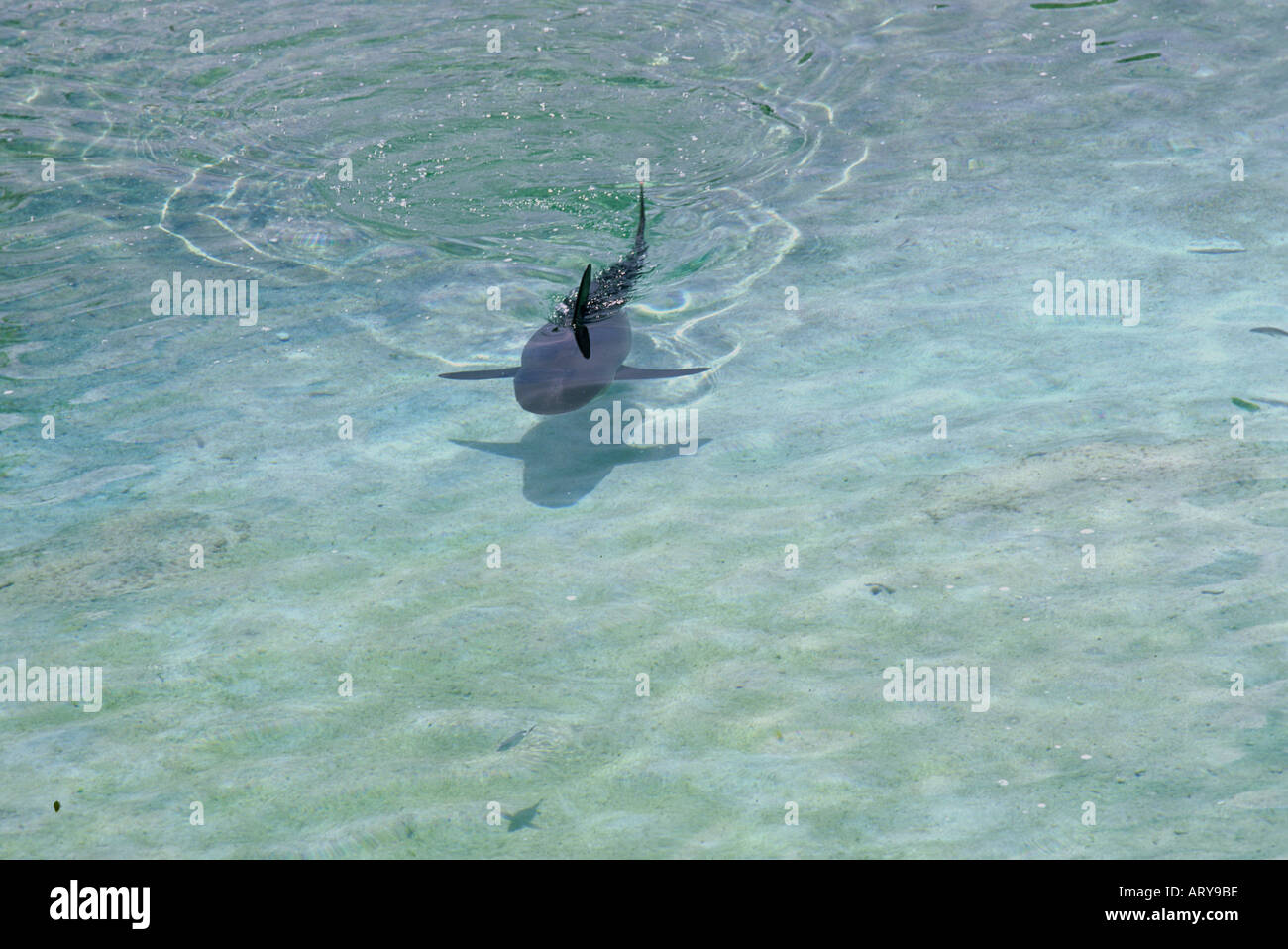 shark inshallow waters Stock Photo - Alamy