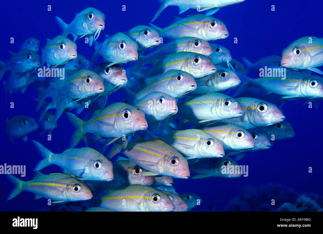 Yellowfin Goatfish (Mulloidichthys vanicolensis) is commonly seen ...