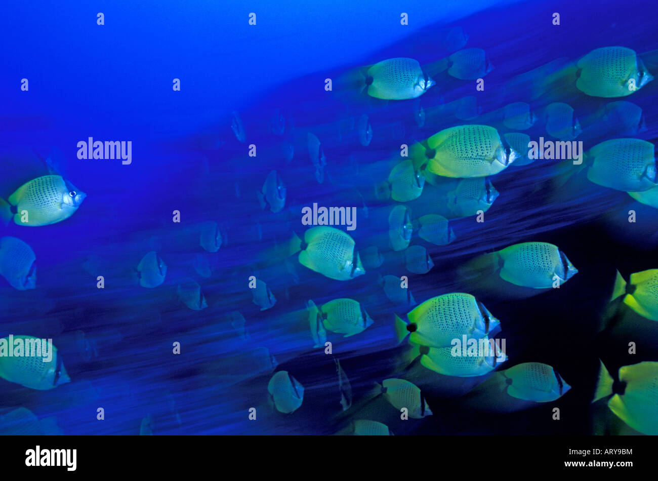 bright yellow Milletseed Butterflyfish ( Chaetodon miliaris) is a ...