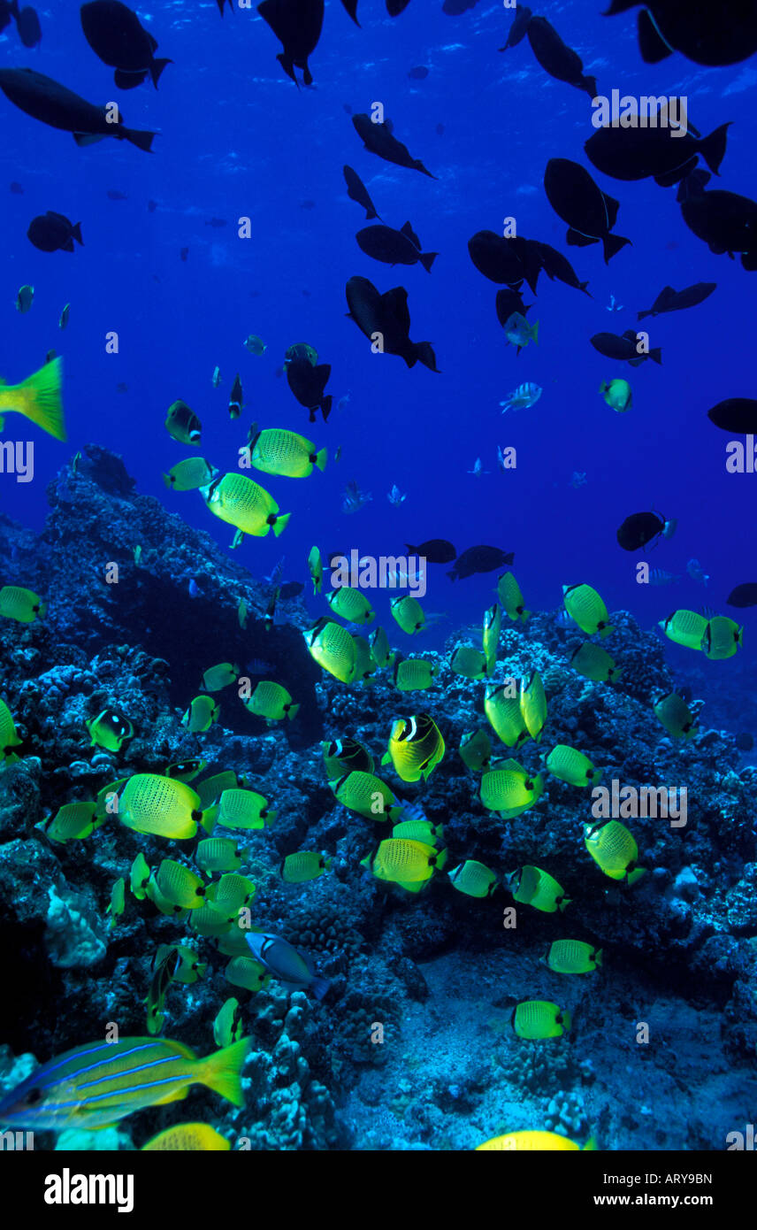 Bright yellow Milletseed Butterflyfish (Chaetodon miliaris) a common ...