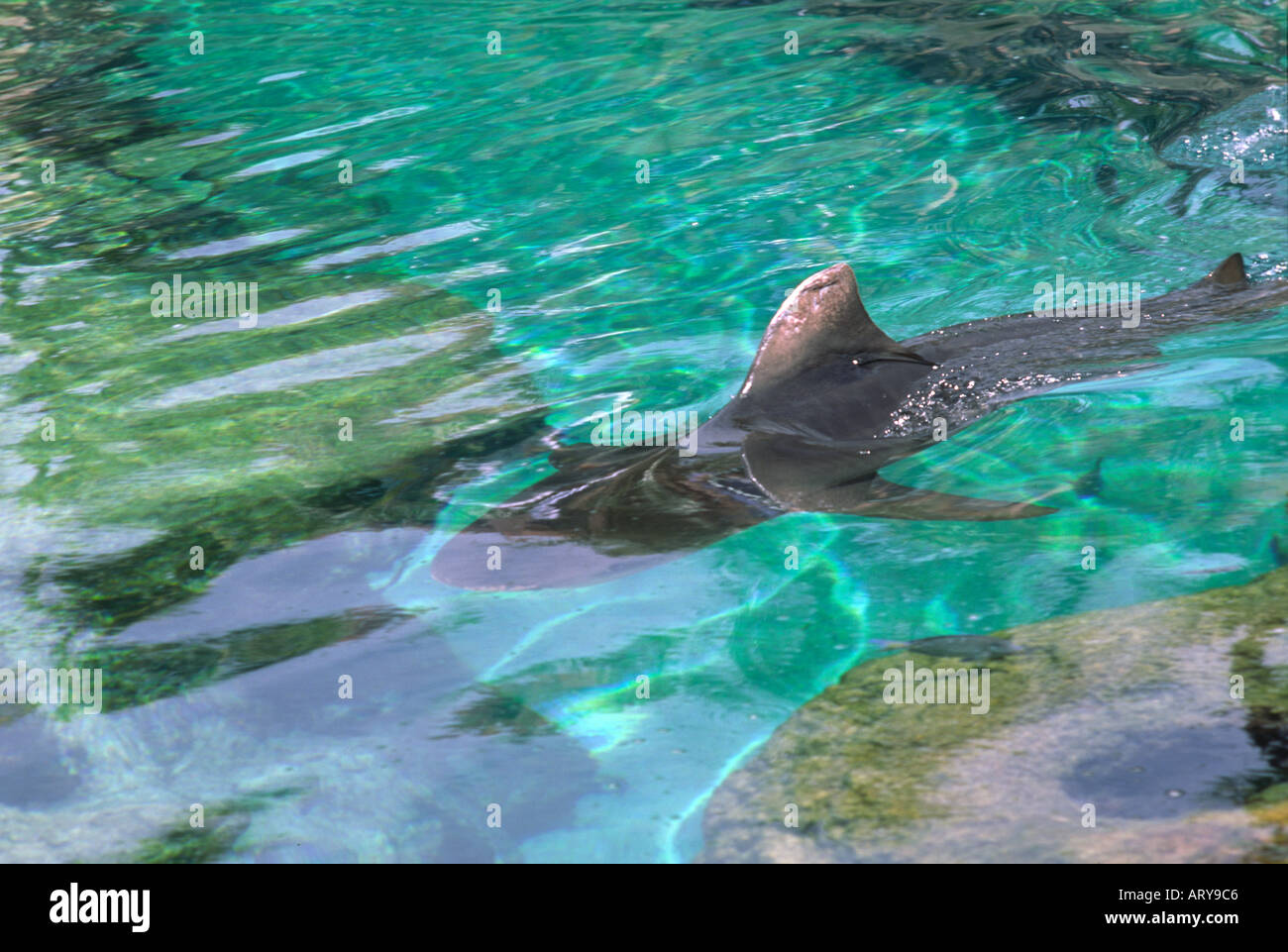 Inshallow hi-res stock photography and images - Alamy