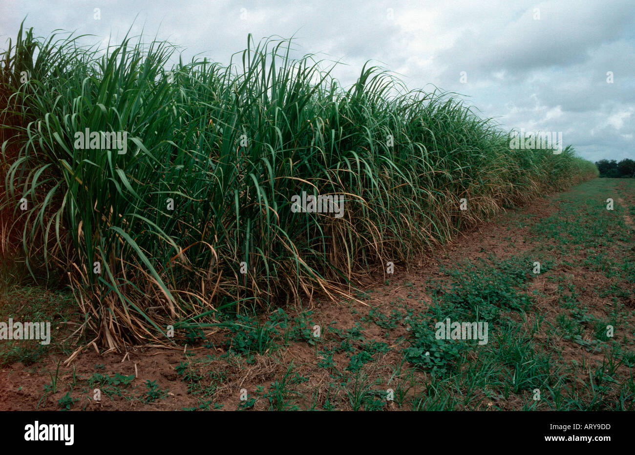 Sugar Cane In Kenya