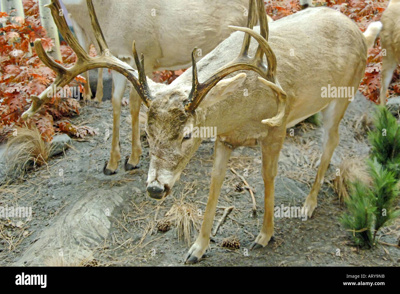 Feral deer hi-res stock photography and images - Alamy