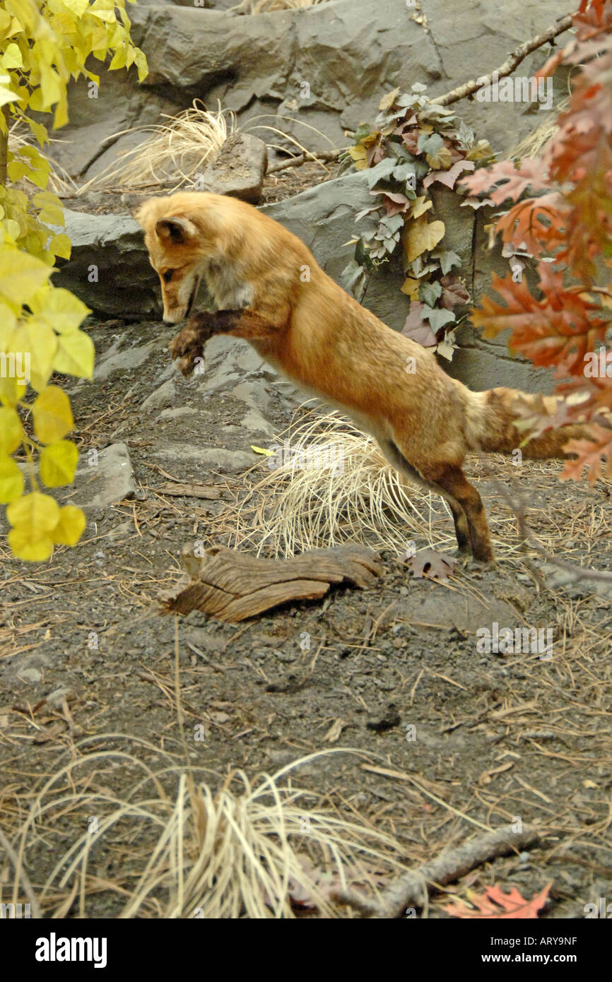 The Red Fox native to Europe and North America Stock Photo - Alamy