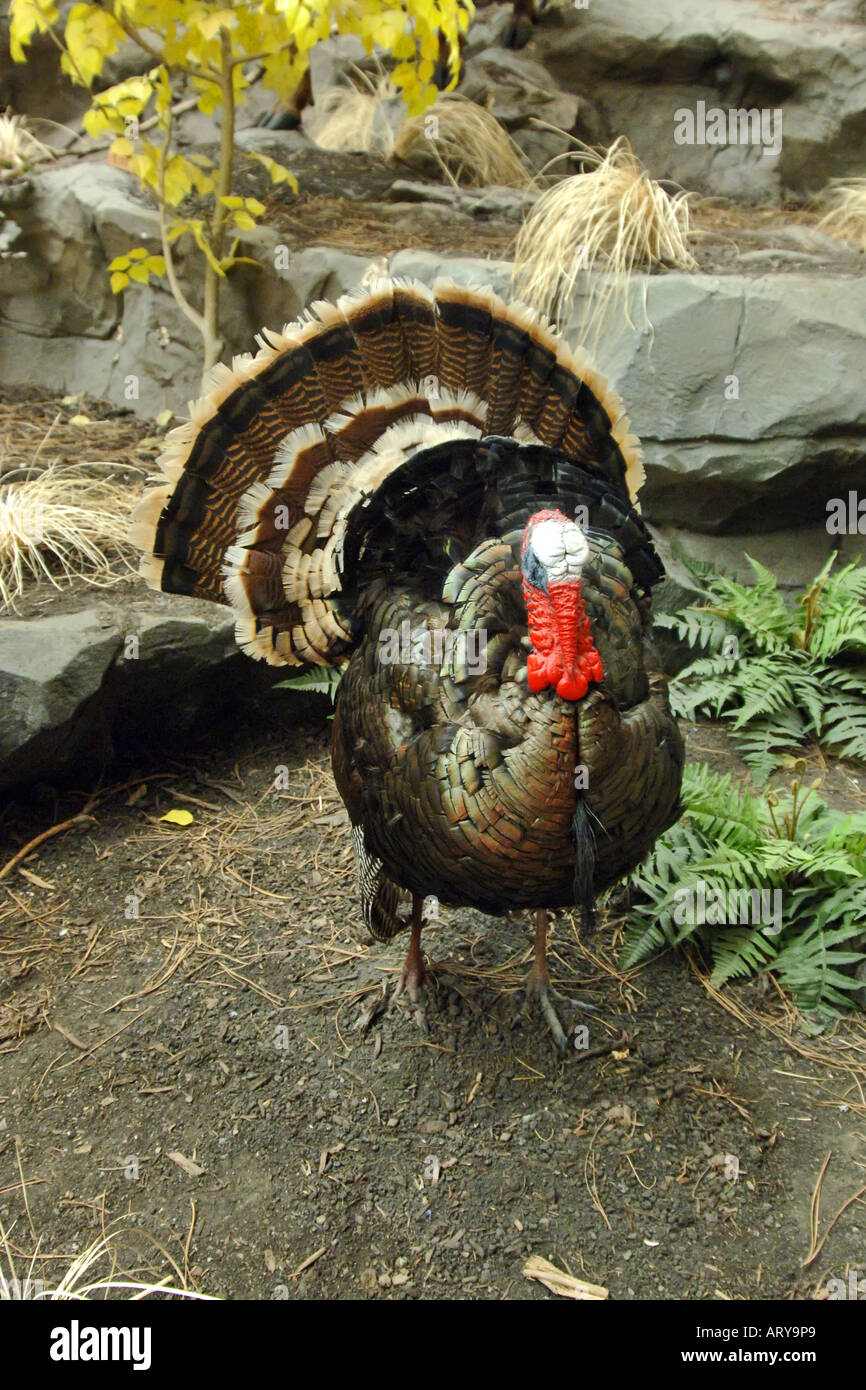 Merriam turkey hi-res stock photography and images - Alamy
