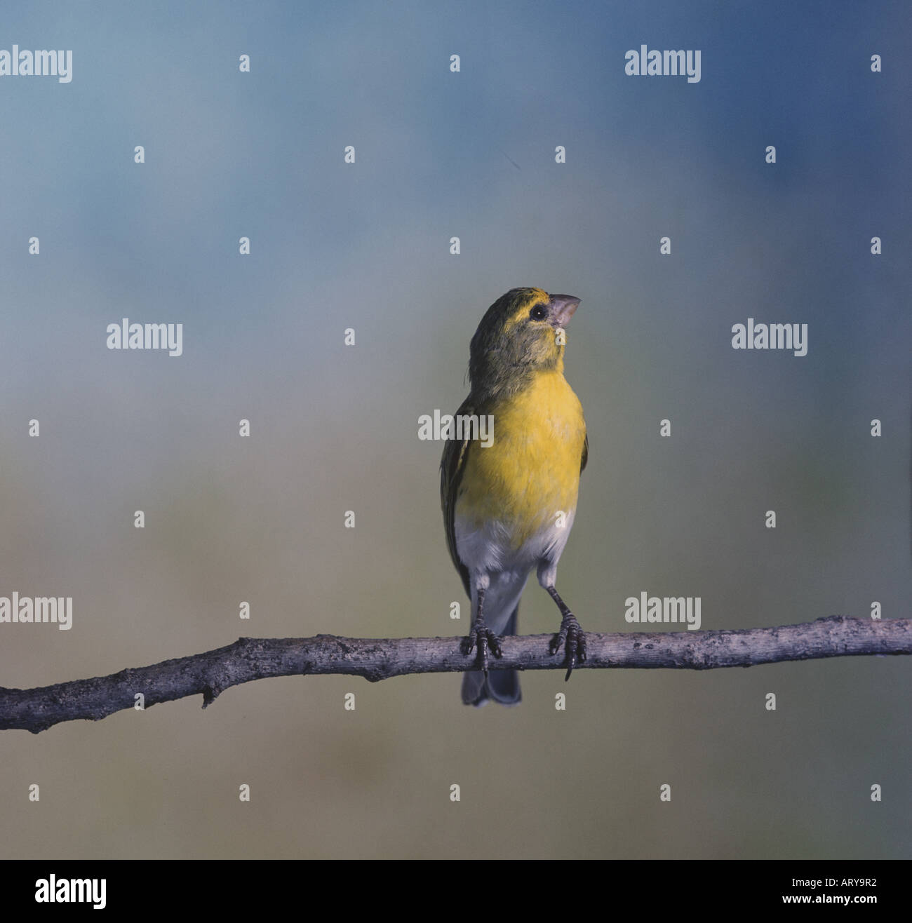 White bellied Canary Serinus dorsostriatus Stock Photo - Alamy