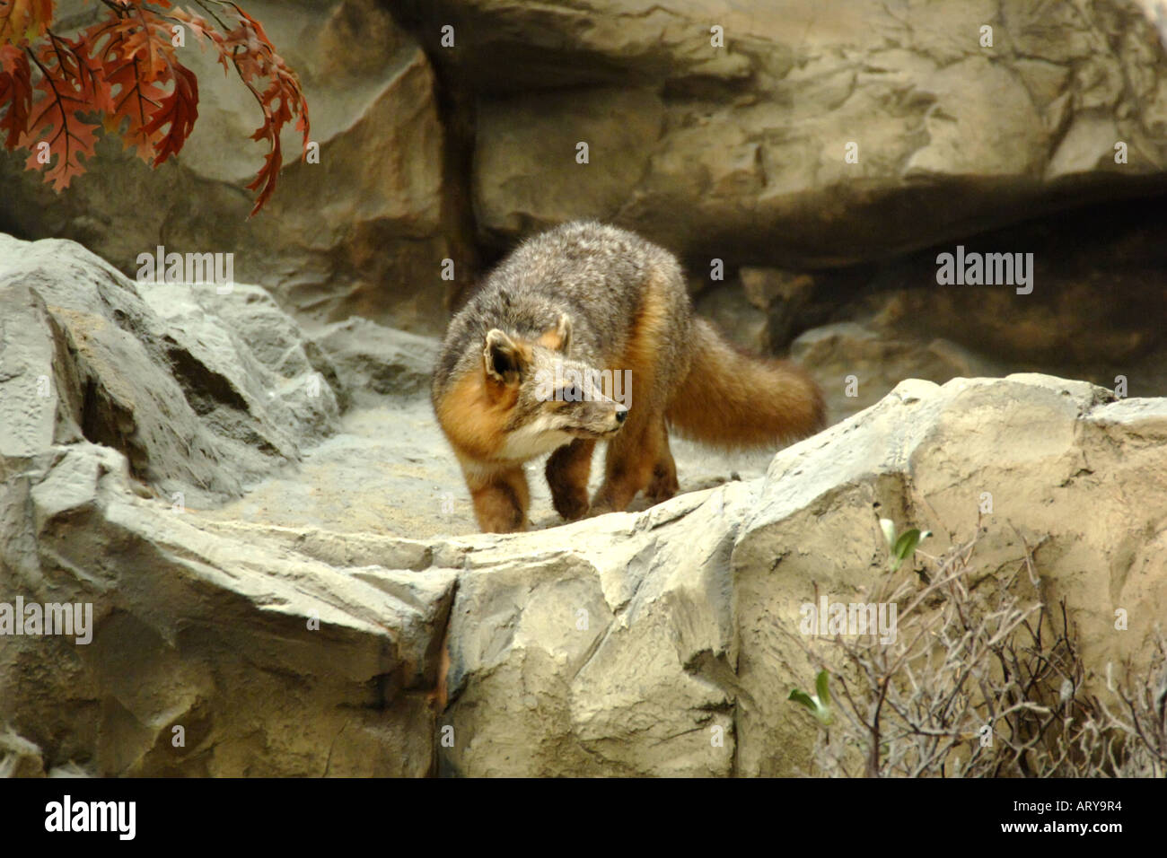 North american gray fox hi-res stock photography and images - Alamy