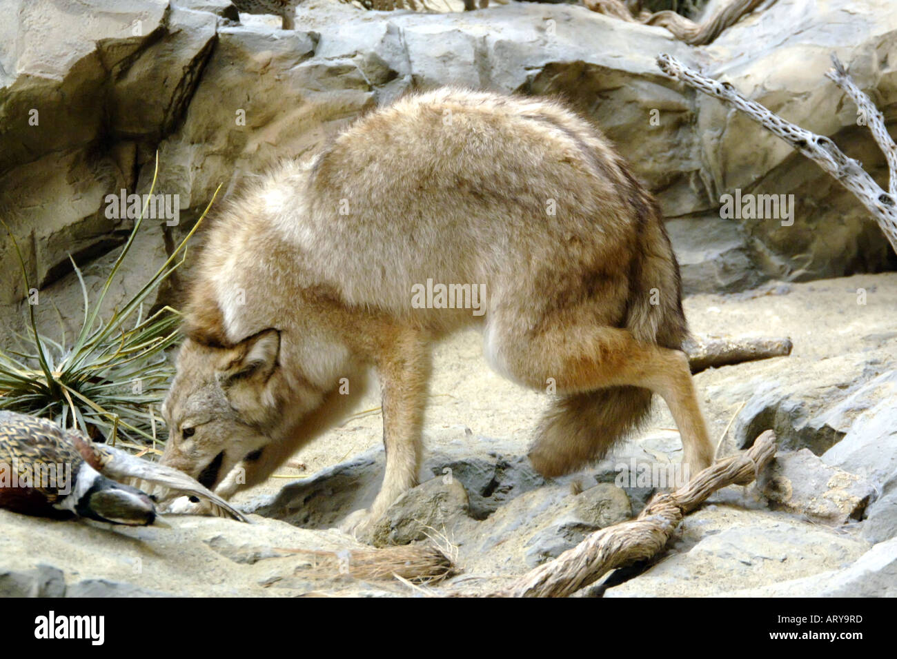 Coyote. The American lonesome singer Stock Photo - Alamy