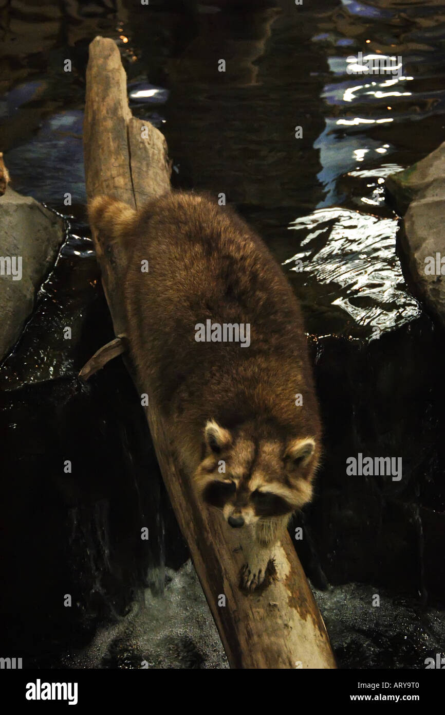 Animal Beast Creature Fauna High Resolution Stock Photography and ...