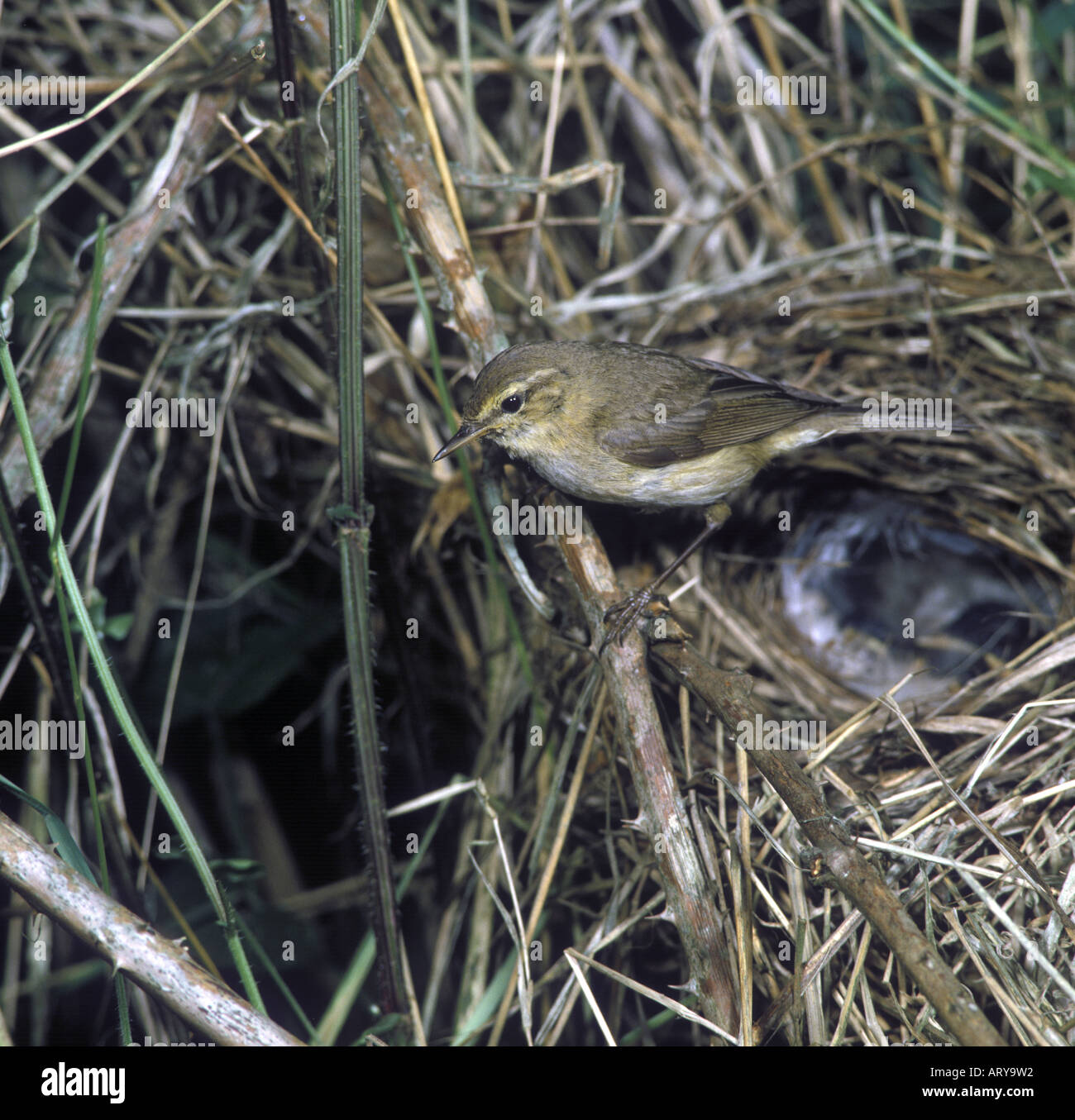 Chiffchaff Nest High Resolution Stock Photography and Images - Alamy