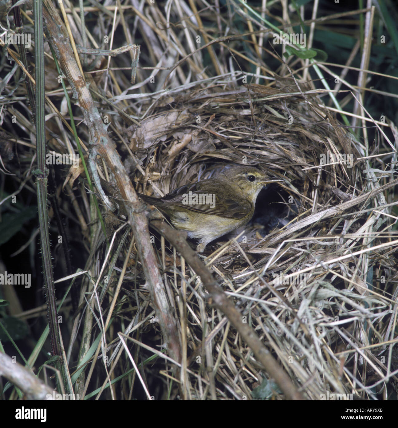 Chiffchaff Phylloscopus collybita at nest Stock Photo - Alamy