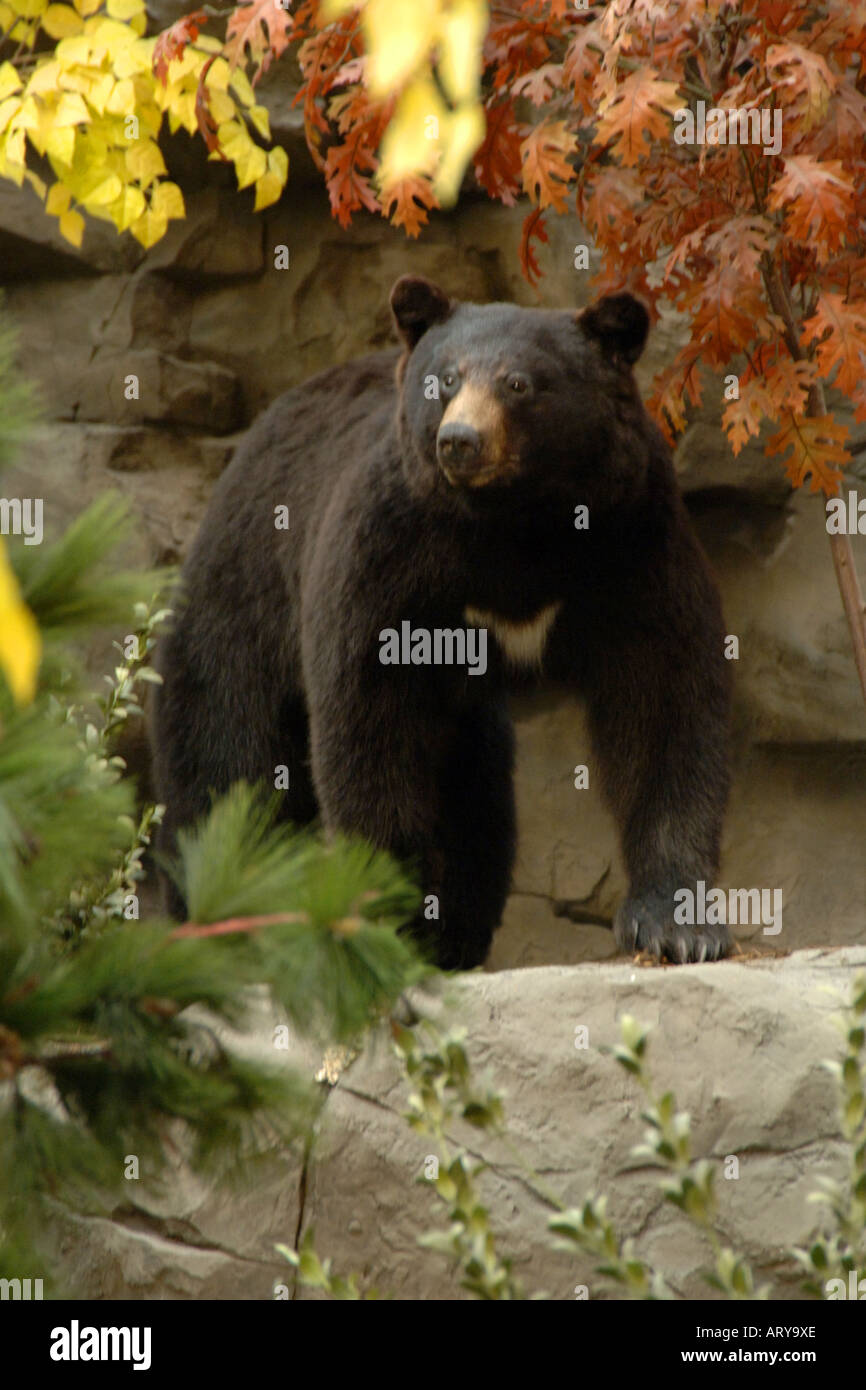Fur bear native american hi-res stock photography and images - Alamy