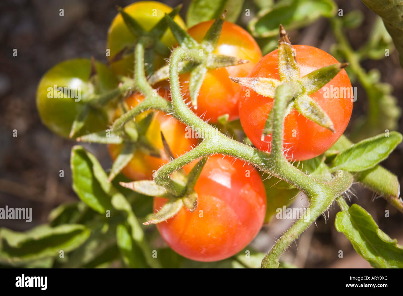 Tomatoes on the vine 2 hi-res stock photography and images - Alamy