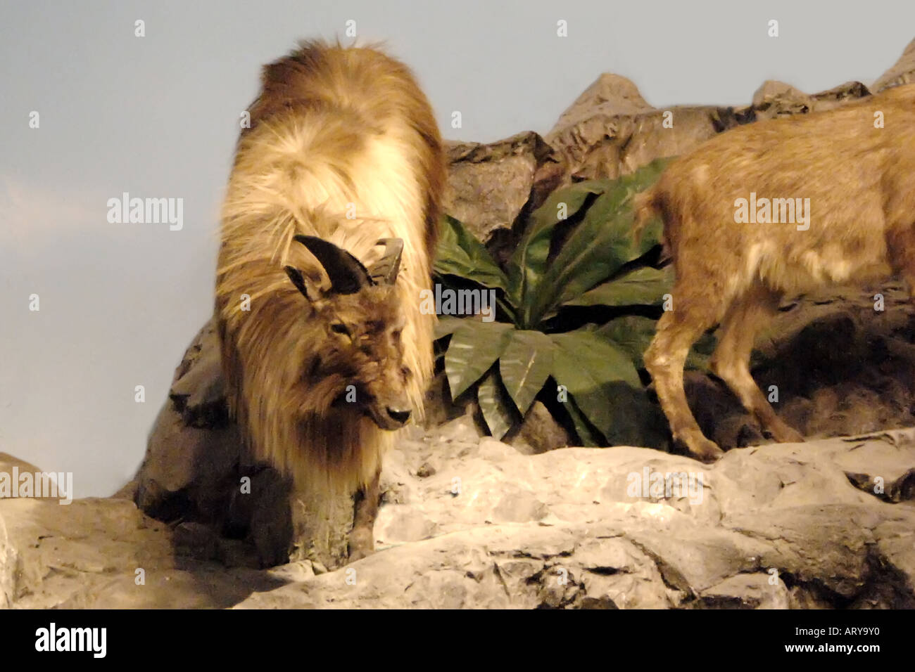 Tahr deer hi-res stock photography and images - Alamy