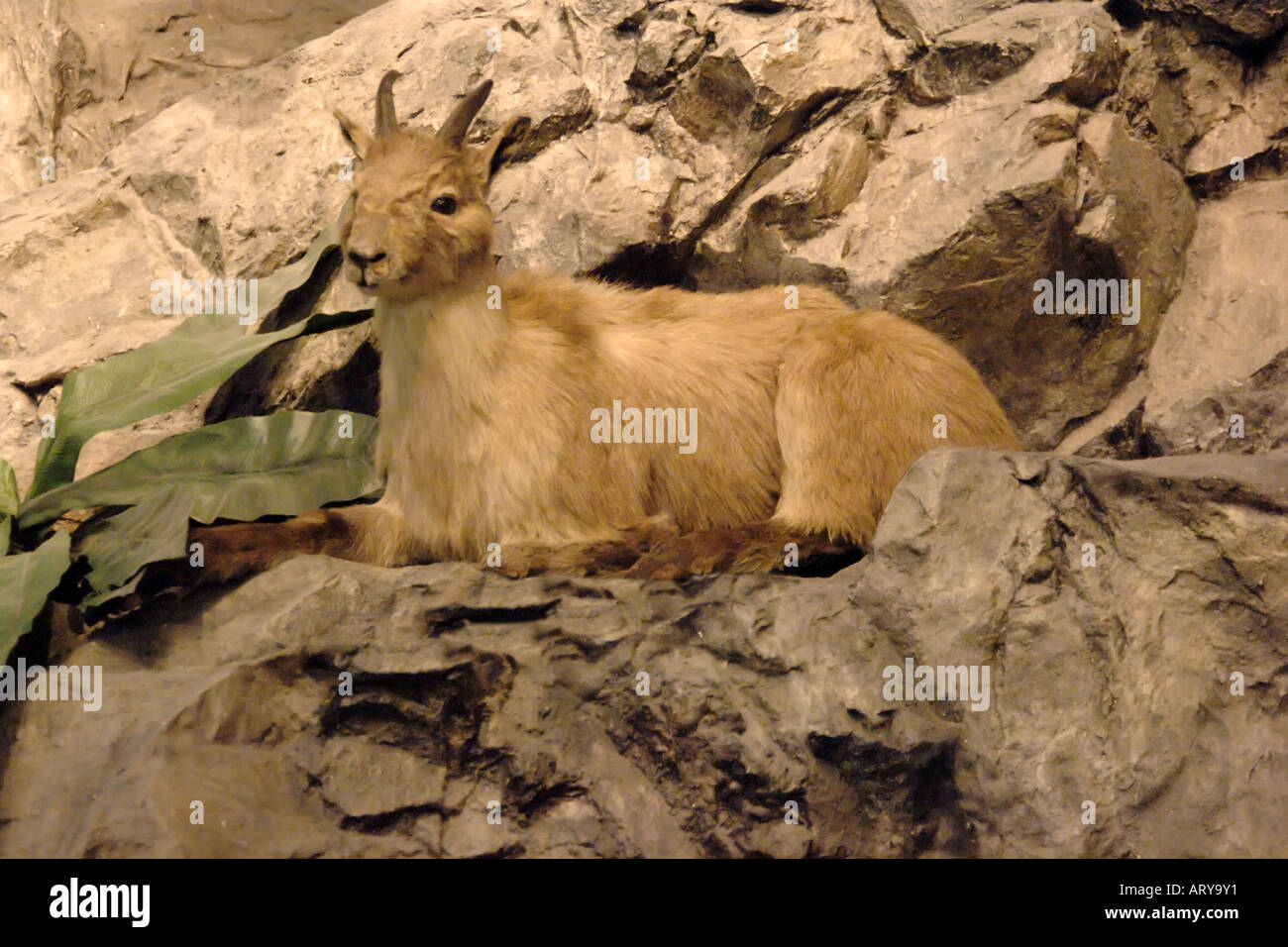 Tahr deer hi-res stock photography and images - Alamy