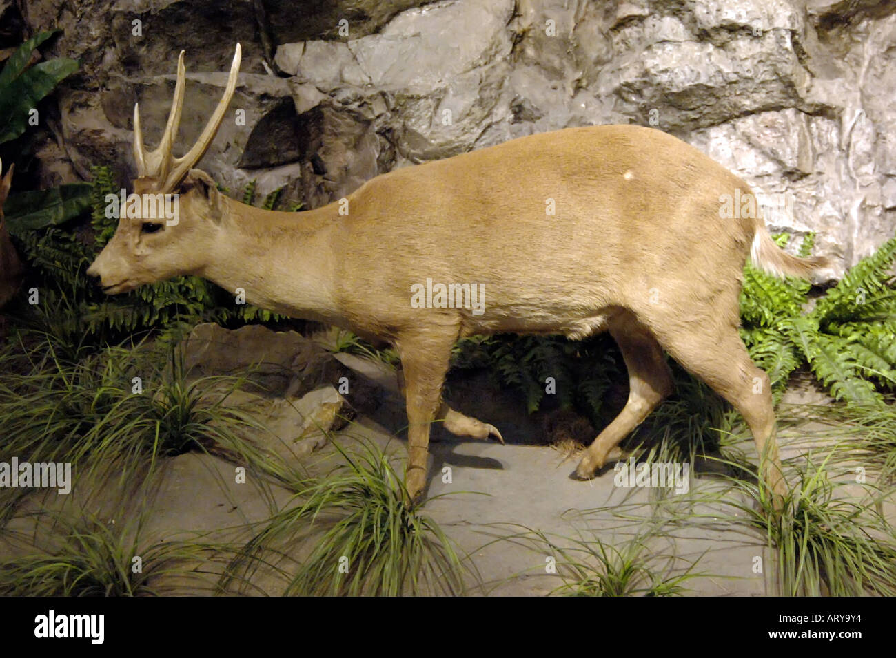 Pig deer hi-res stock photography and images - Alamy