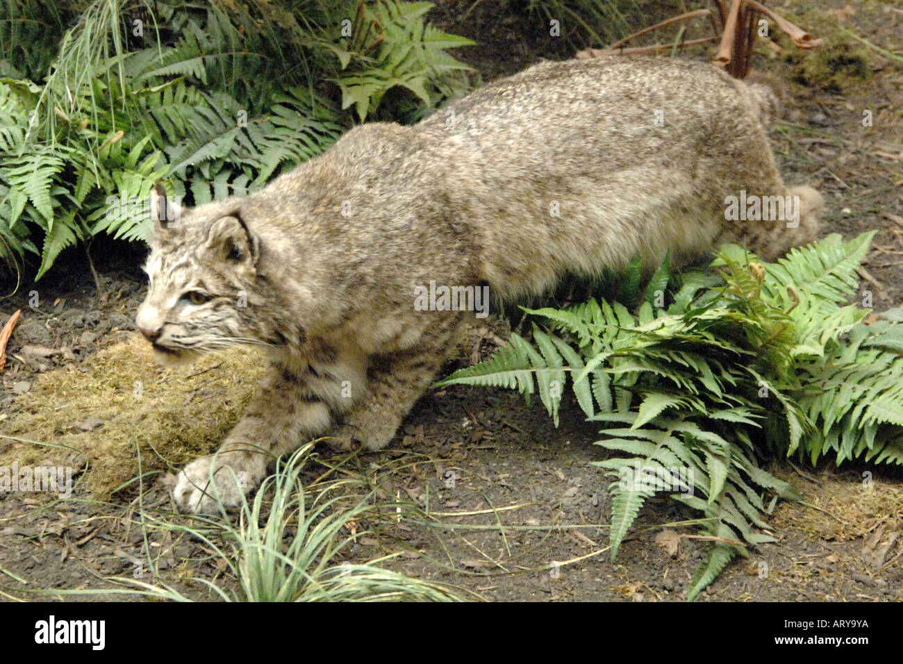 American Bobcat or wildcat Felis Rufus A member of the Lynx family ...